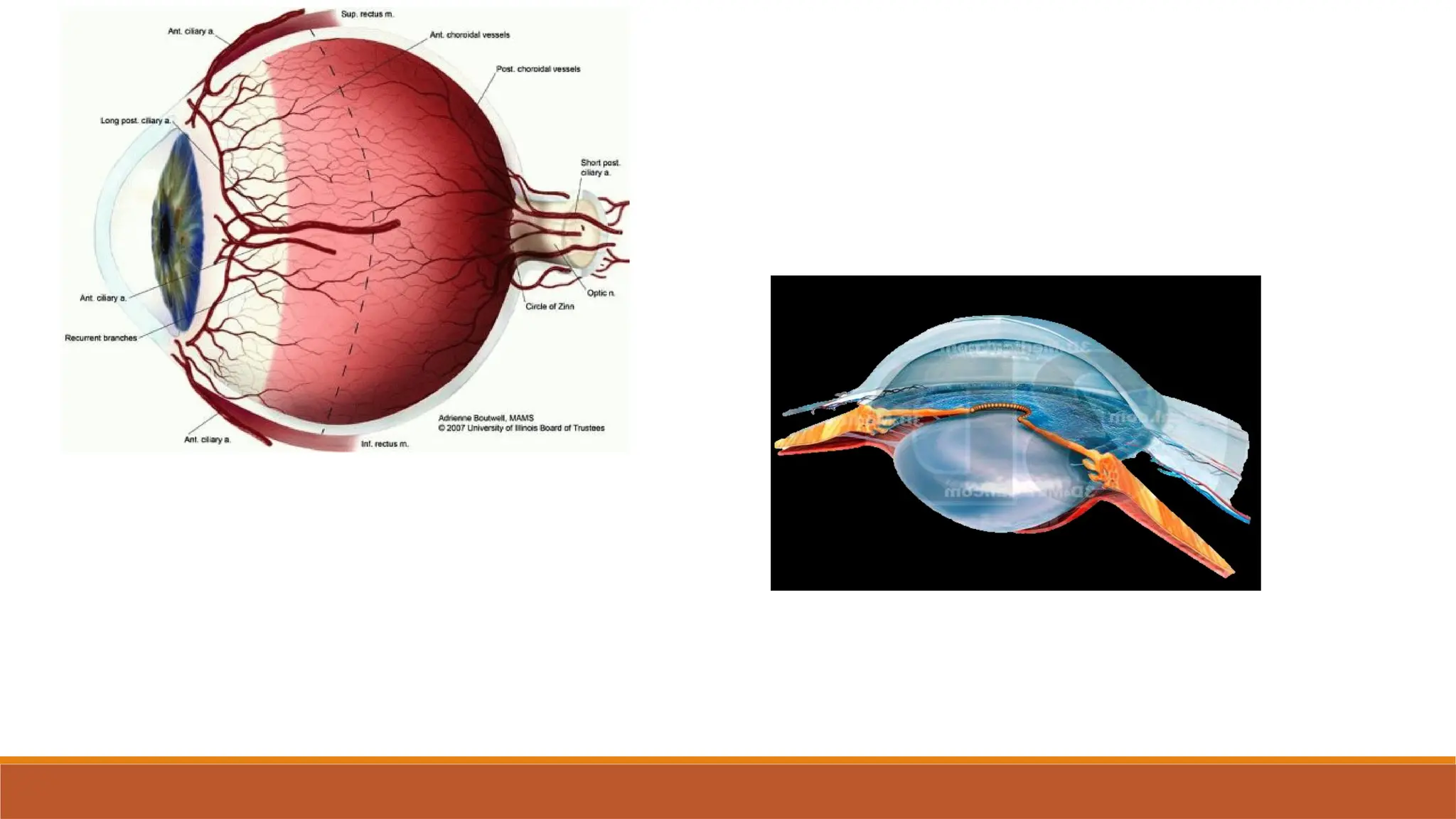 Anatomy, bood supply of UVEA- iris, ciliary body and choroid .pptx
