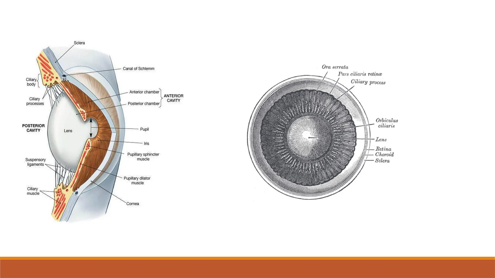 Anatomy, bood supply of UVEA- iris, ciliary body and choroid .pptx