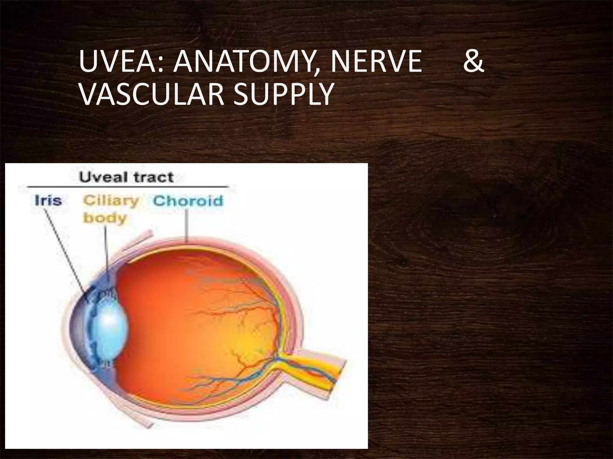 Uvea anatomy | PPTX