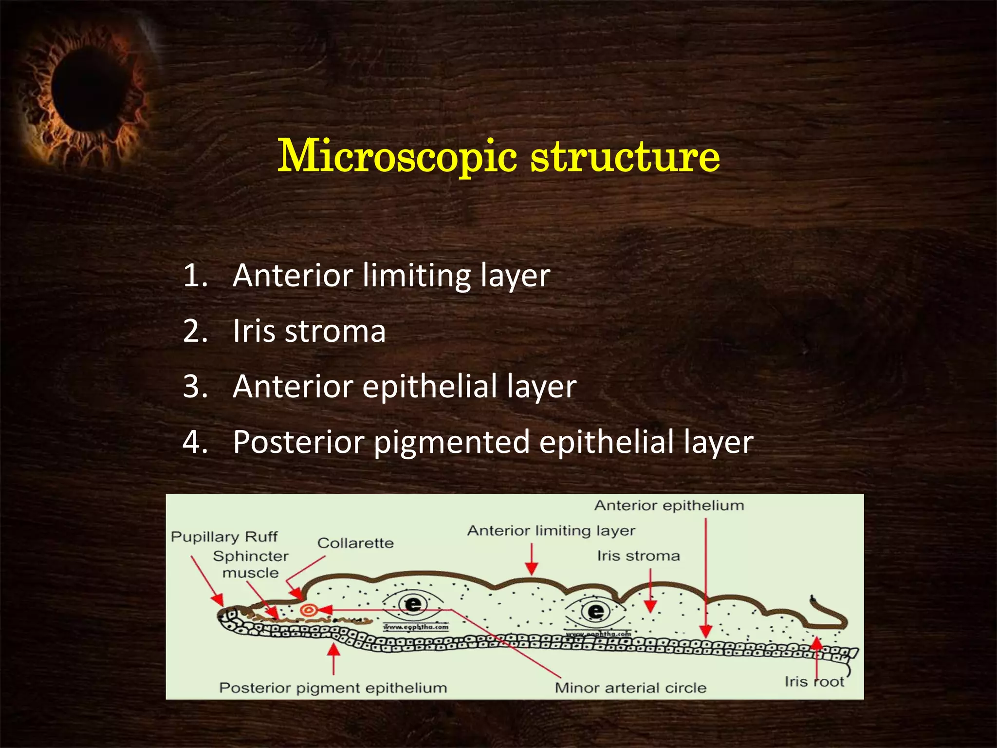 Uvea anatomy | PPTX