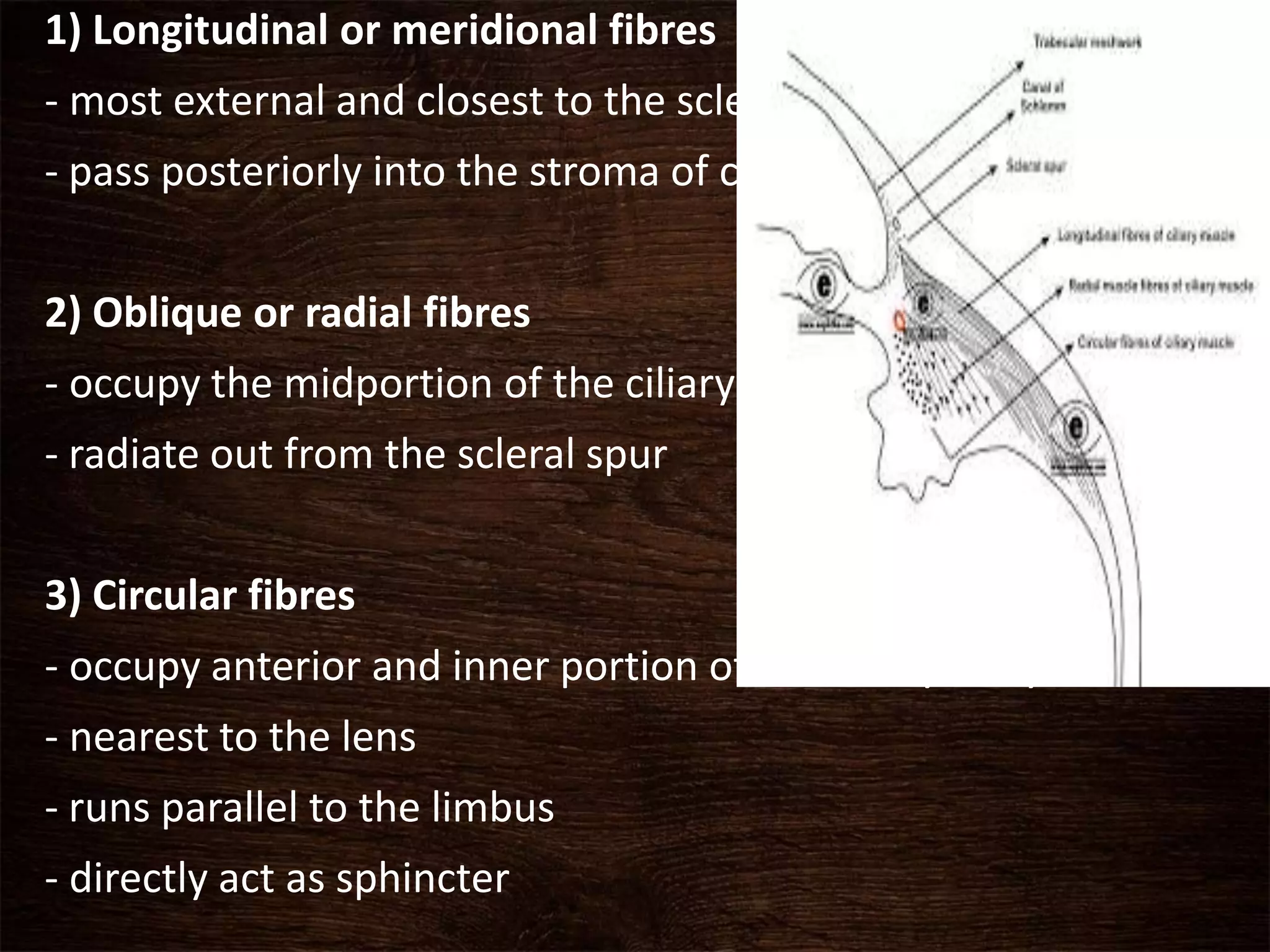 Uvea anatomy | PPTX