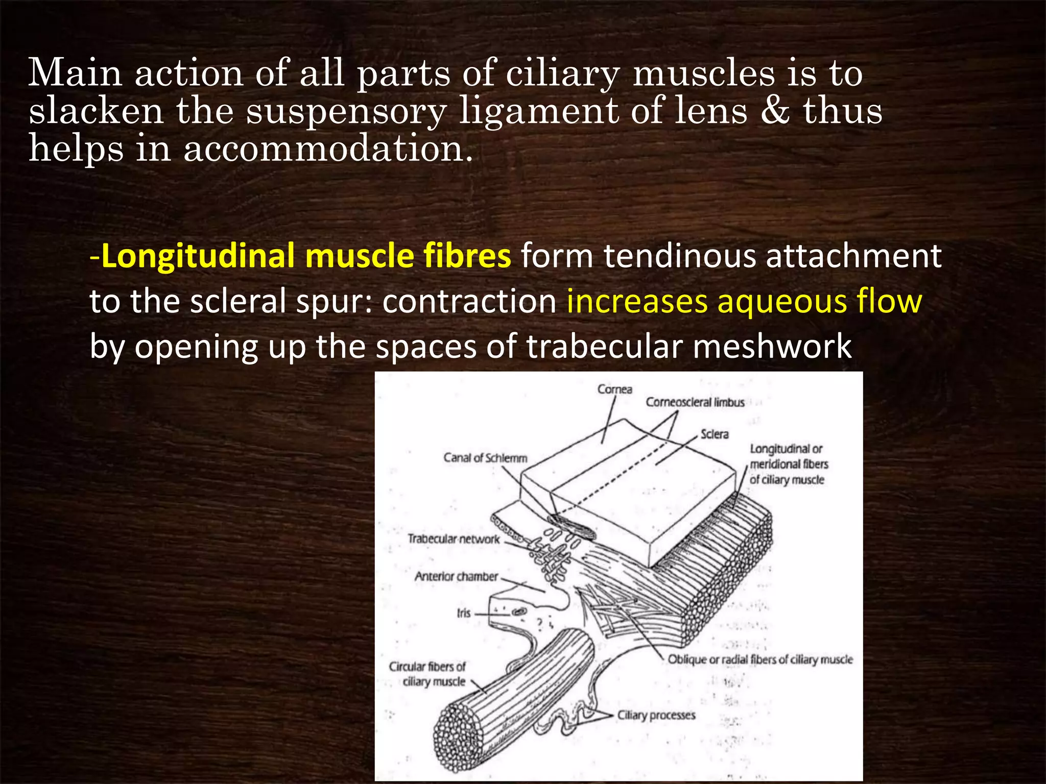 Uvea anatomy | PPTX