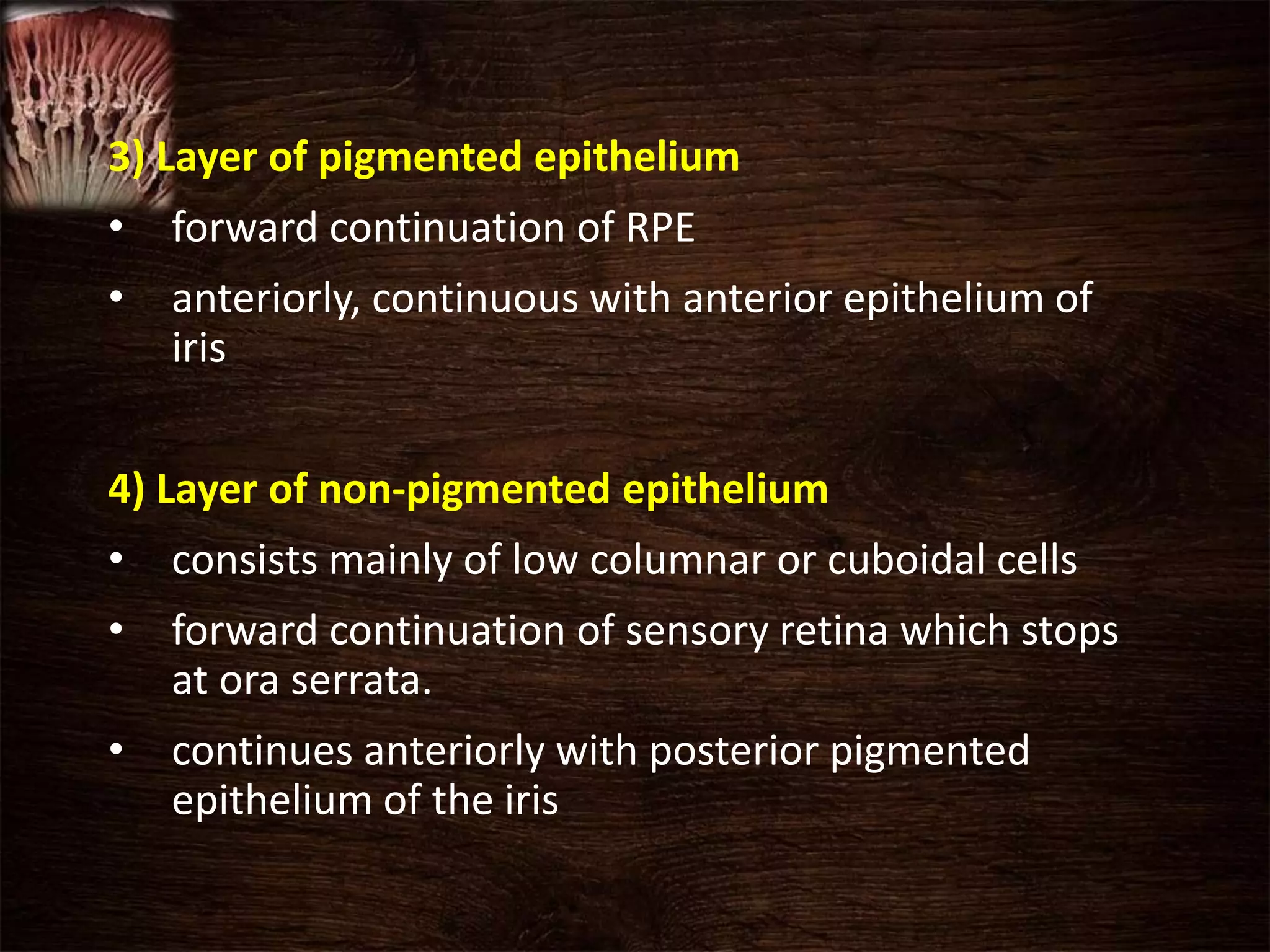 Uvea anatomy | PPTX
