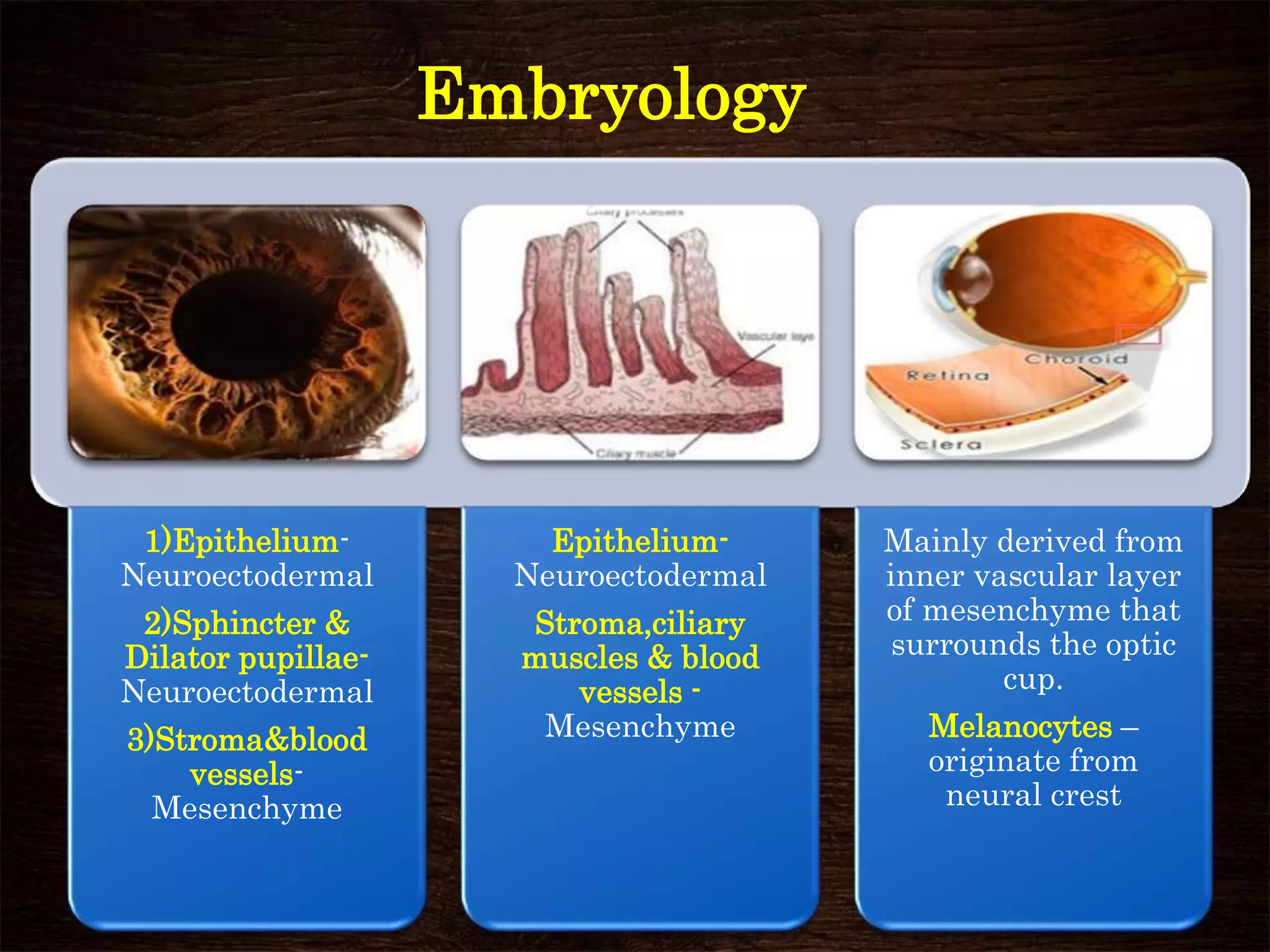 Uvea anatomy | PPTX
