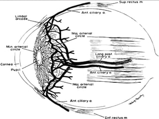 Uvea anatomy | PPTX