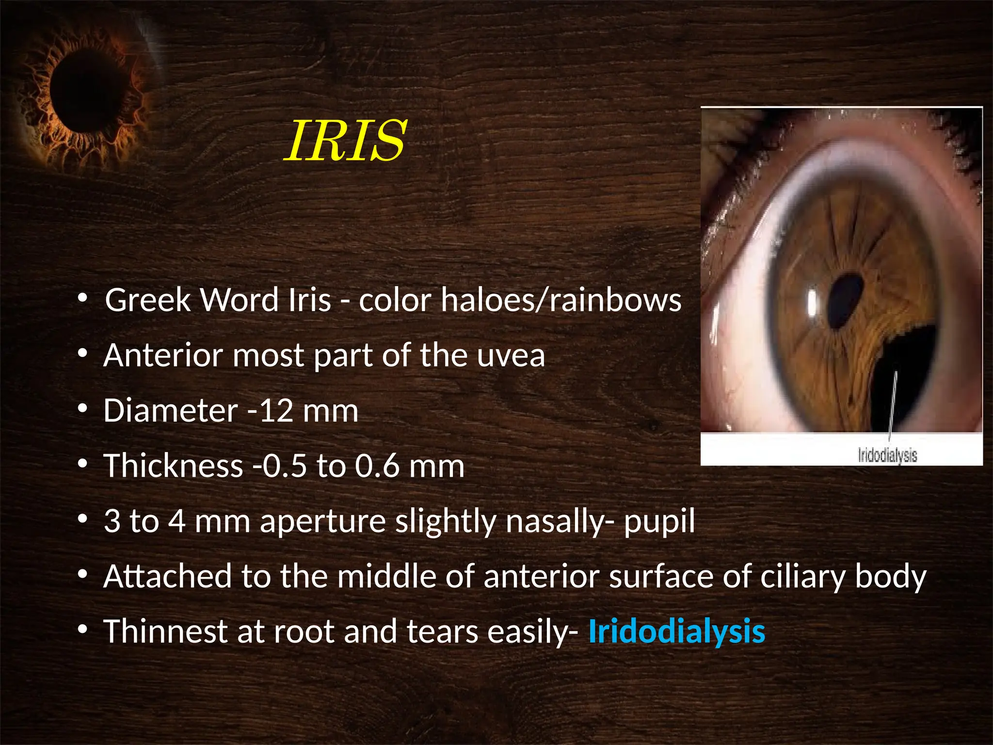 Anatomy and physiology of Uvea- Dr. Moks.pptx