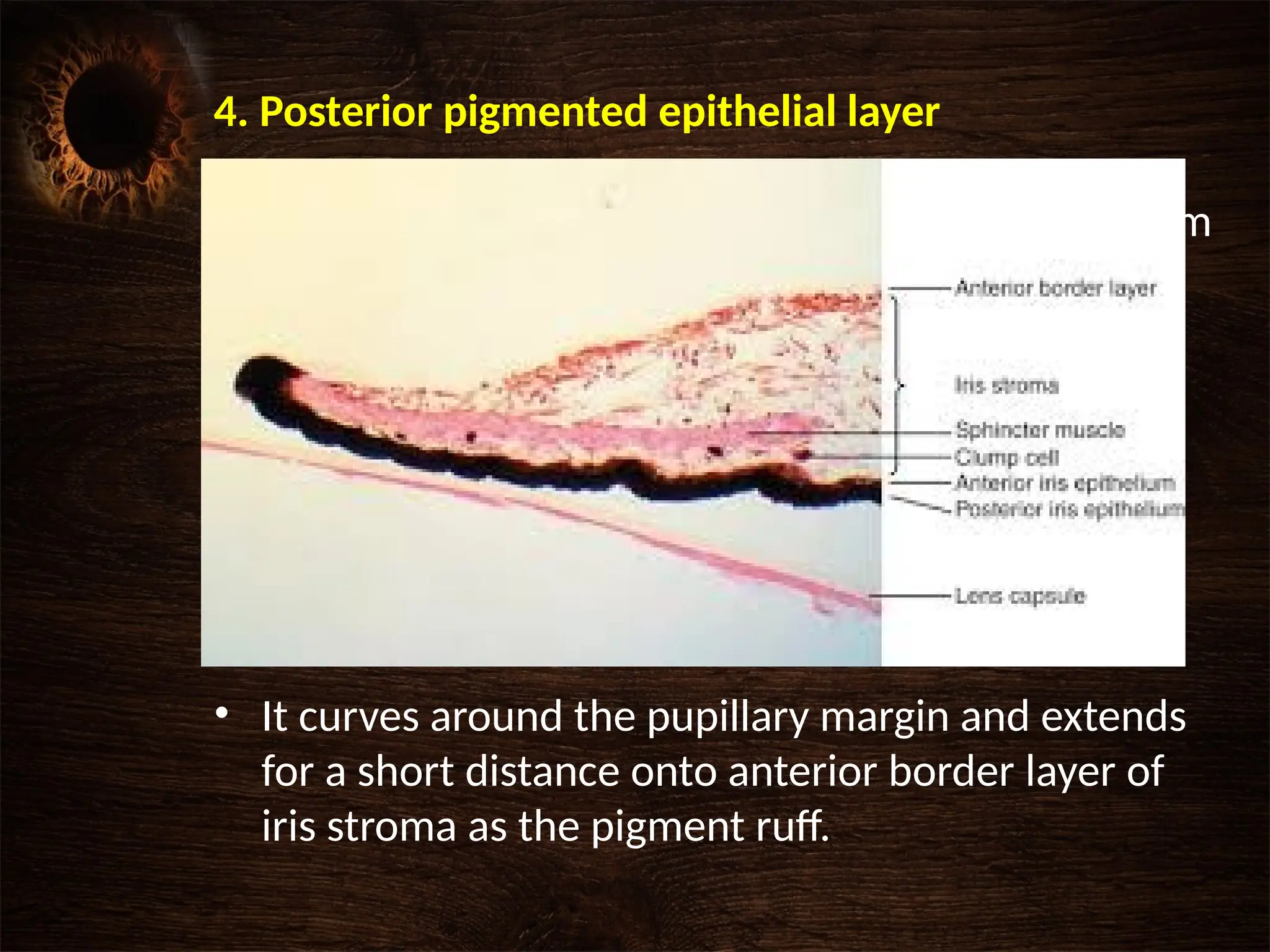 Anatomy and physiology of Uvea- Dr. Moks.pptx