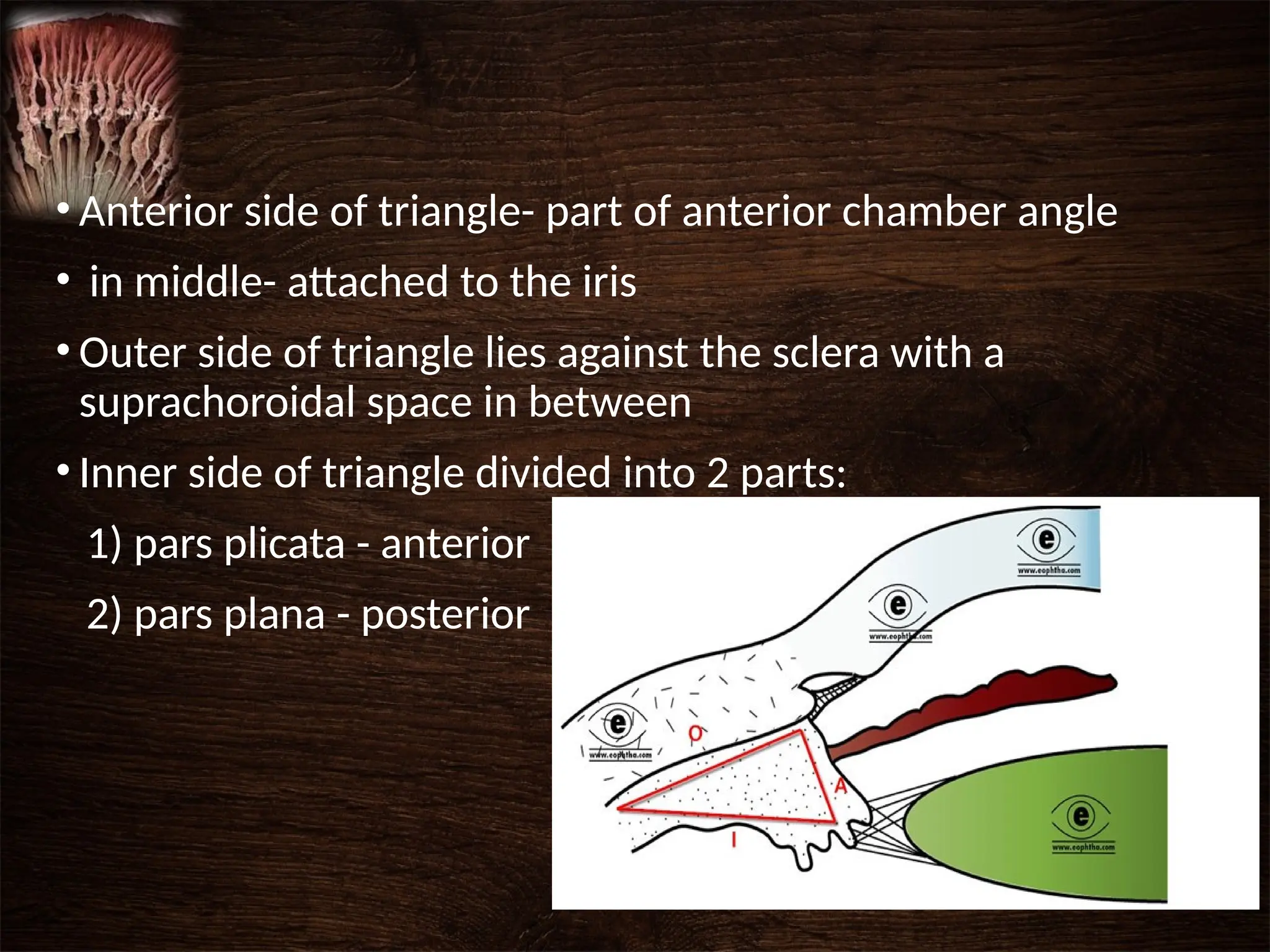 Anatomy and physiology of Uvea- Dr. Moks.pptx