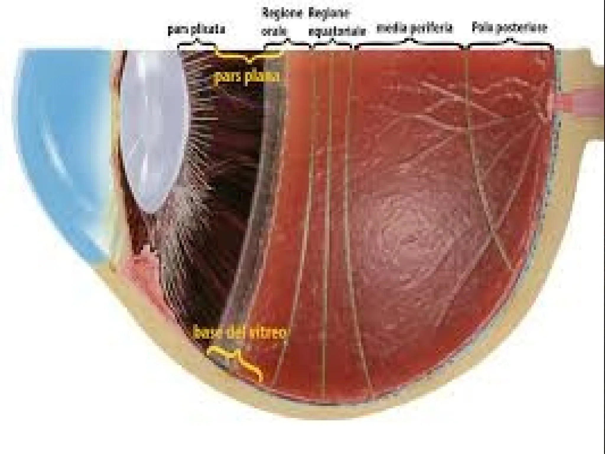 Anatomy and physiology of Uvea- Dr. Moks.pptx