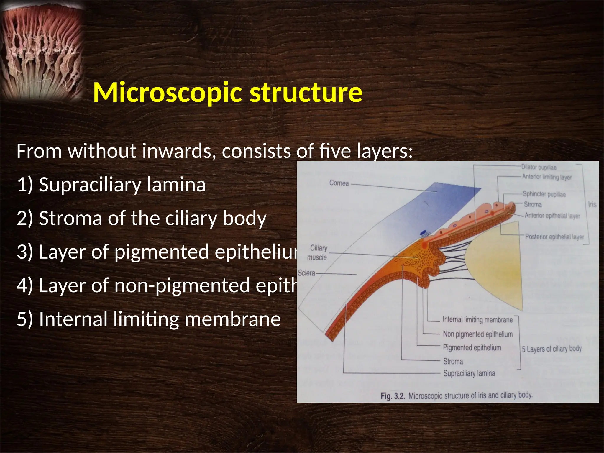 Anatomy and physiology of Uvea- Dr. Moks.pptx