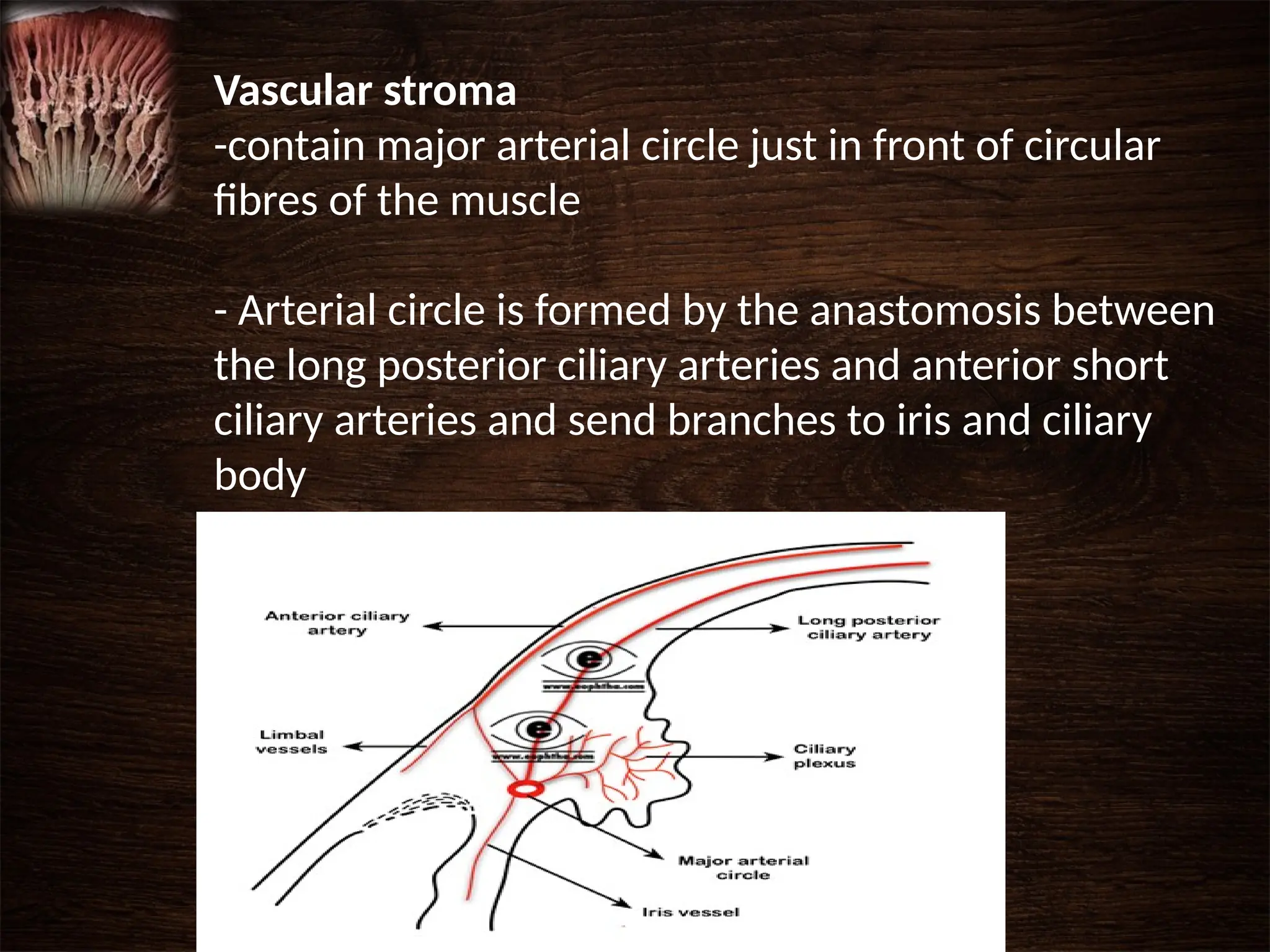 Anatomy and physiology of Uvea- Dr. Moks.pptx