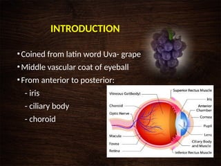 Anatomy and physiology of Uvea- Dr. Moks.pptx
