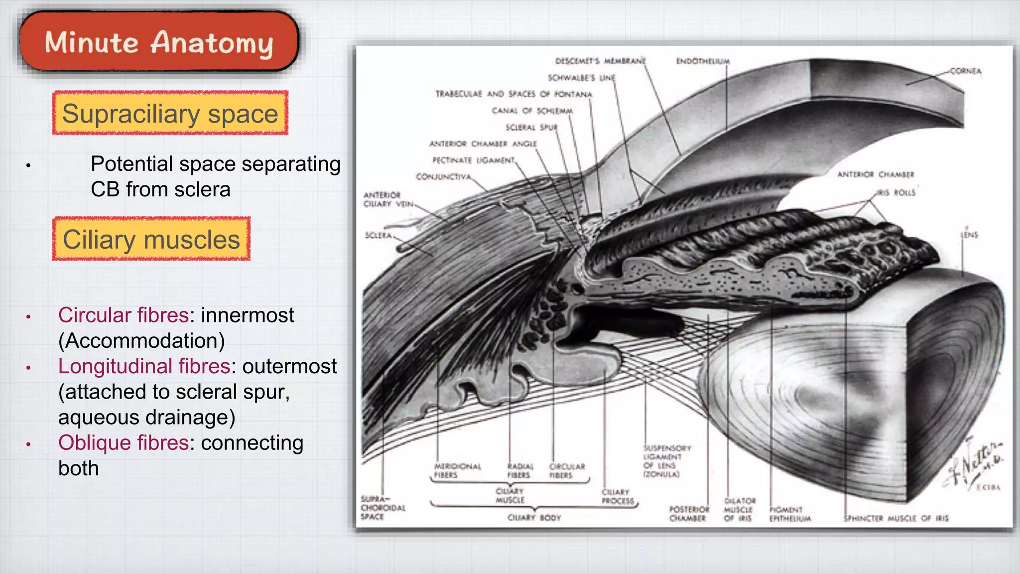 Uvea 1 slideshare | PPTX