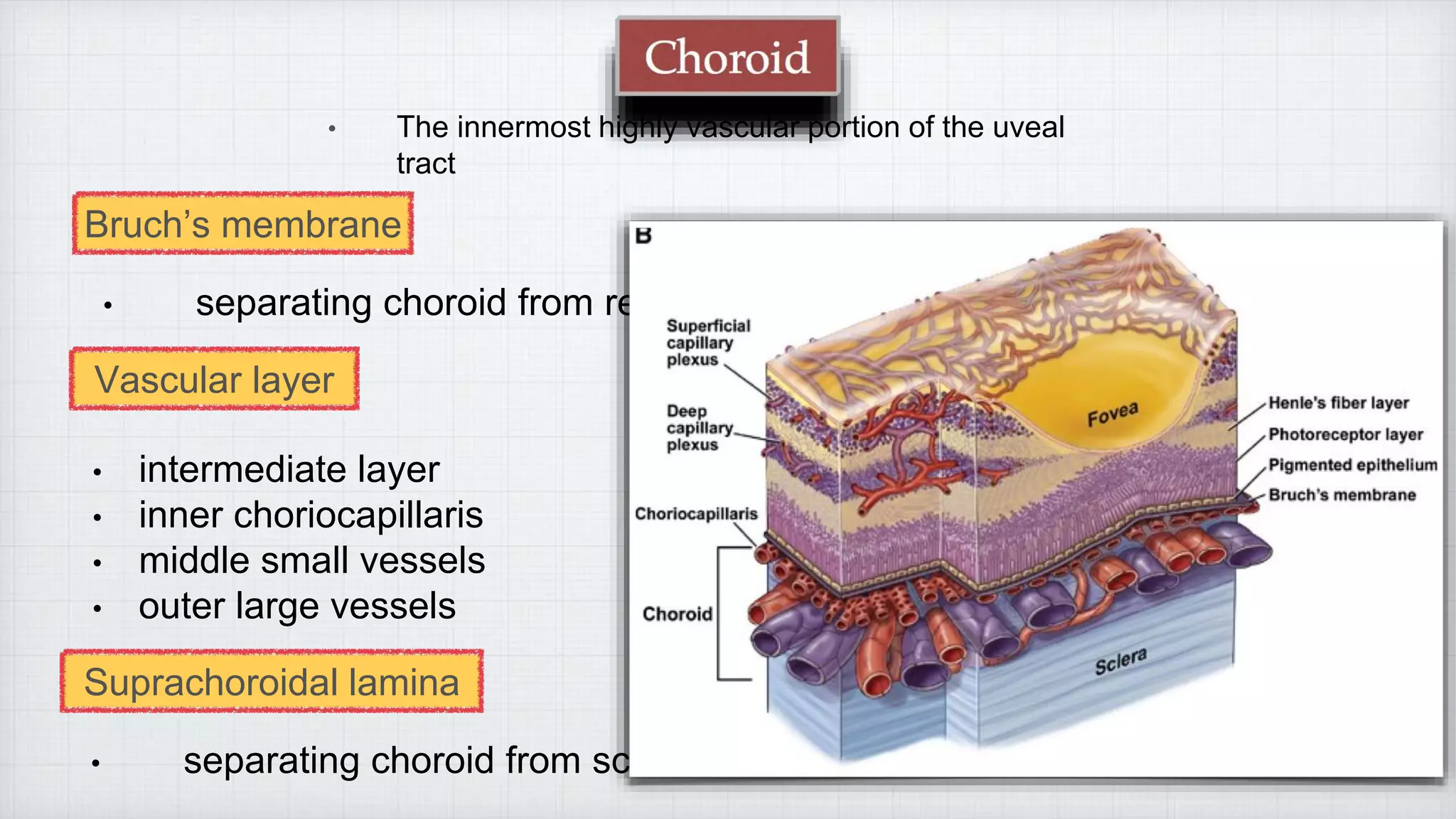 Uvea 1 slideshare | PPTX