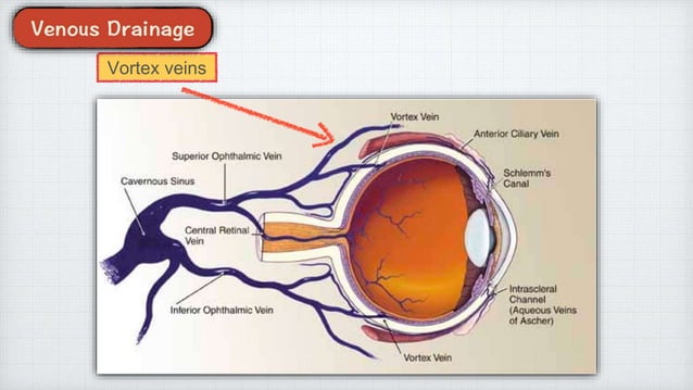 Uvea 1 slideshare | PPT