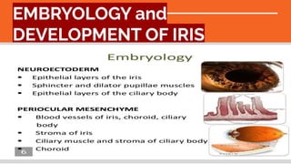uvea ANATOMY.pdf for awareness and education purpose | PPT