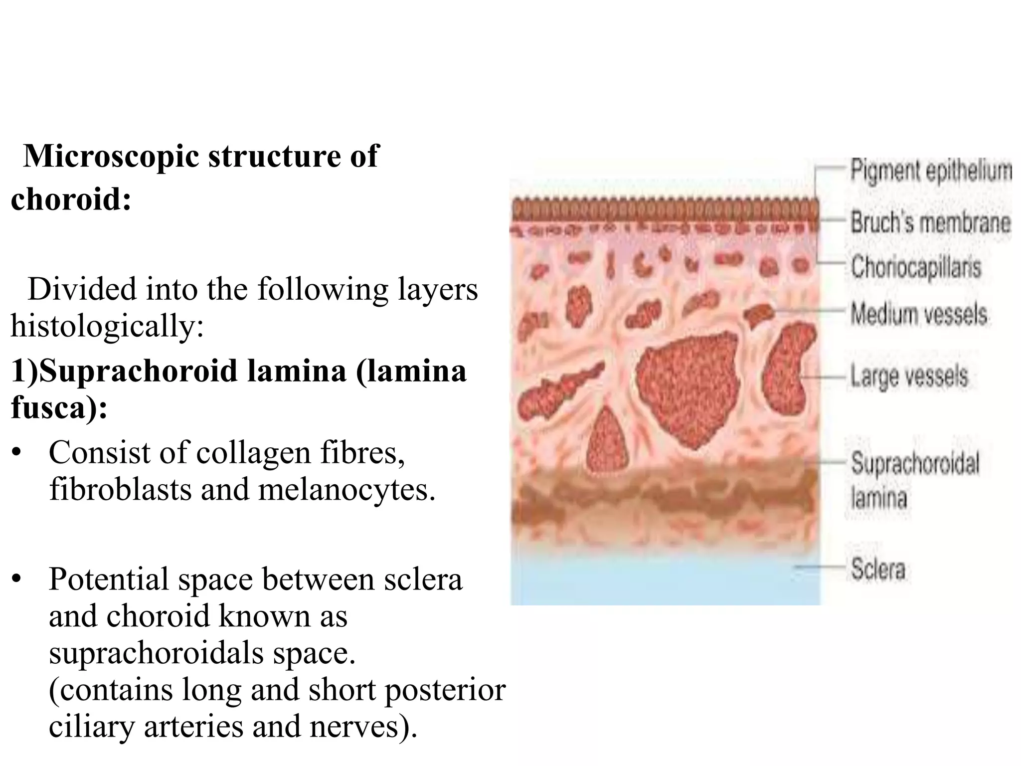 Anatomy and Applied aspects of Uvea | PPTX