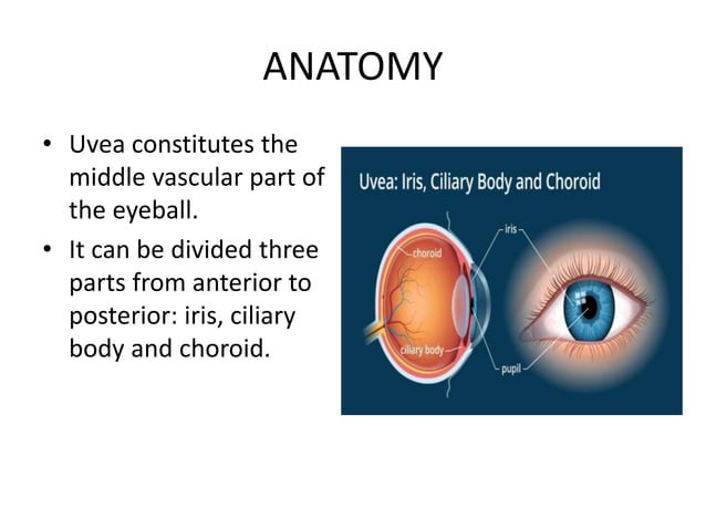 Anatomy and Applied aspects of Uvea | PPTX | Eye and Vision Conditions ...