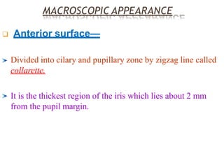 uveal part1 +2.pptx | Eye and Vision Conditions | Diseases and Conditions