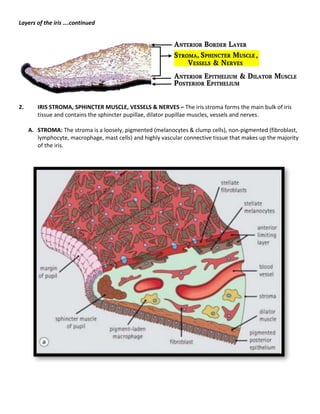 Uveal Tract Review | PDF