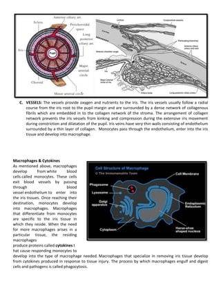 Uveal Tract Review | PDF