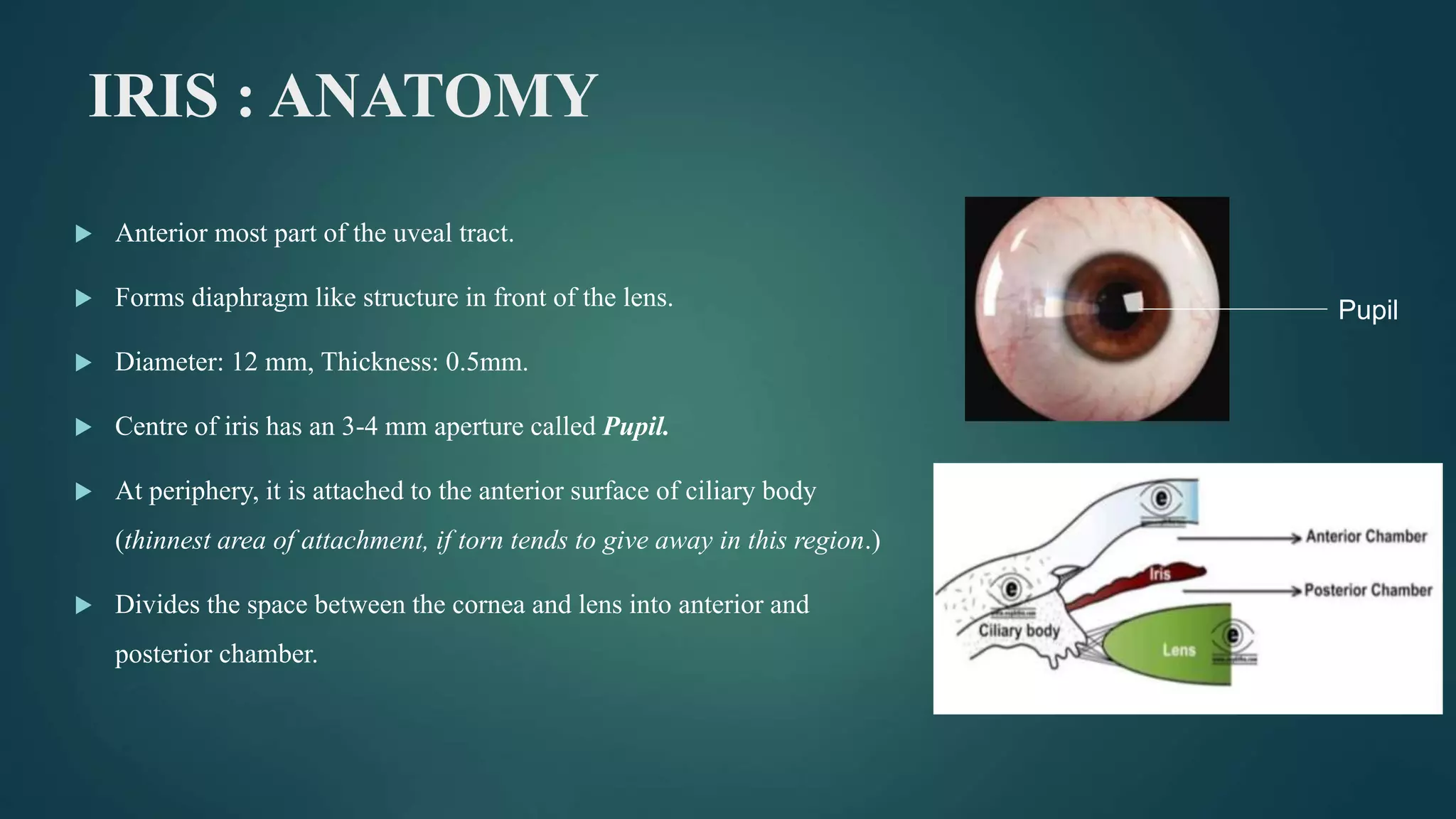 UVEAL TRACT.pptx