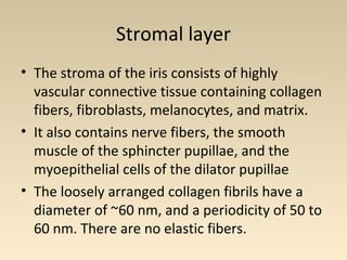 Uveal tract anatomy | PPT