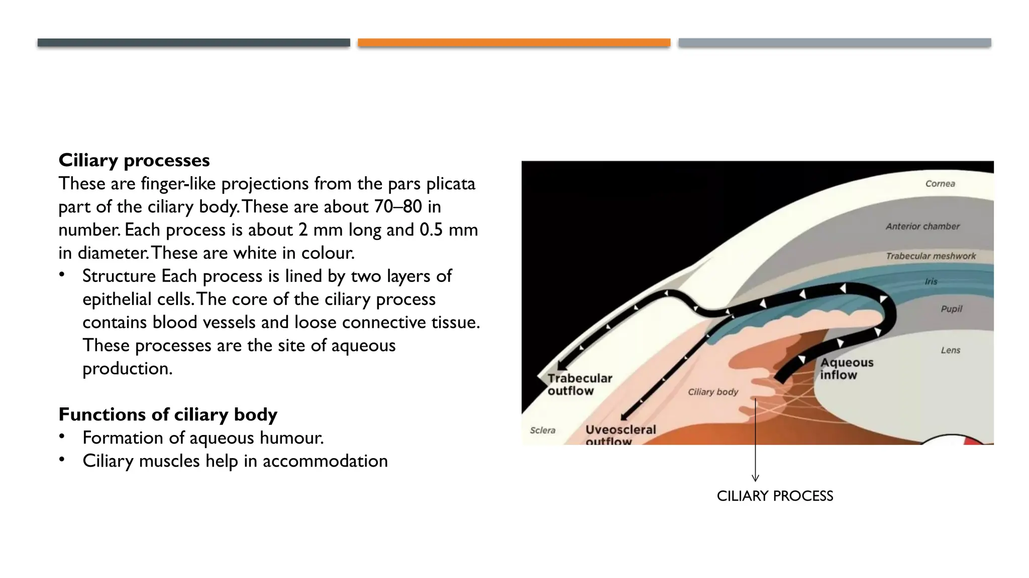 ANATOMY OF UVEAL TRACT - MBBS OPTHA 2024 | PPTX