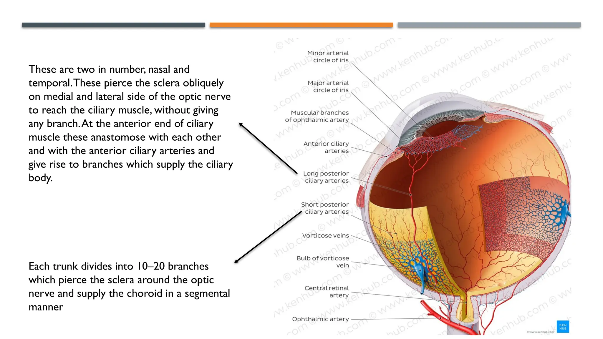 ANATOMY OF UVEAL TRACT - MBBS OPTHA 2024 | PPTX