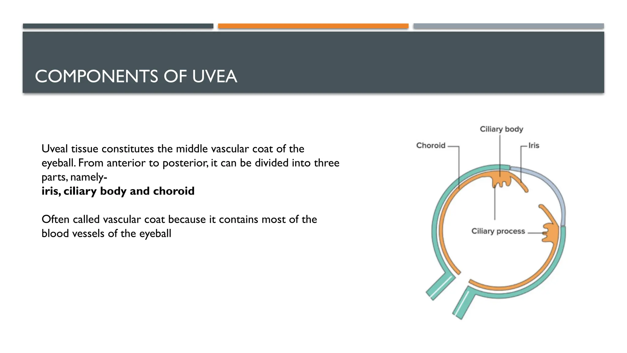ANATOMY OF UVEAL TRACT - MBBS OPTHA 2024 | PPTX