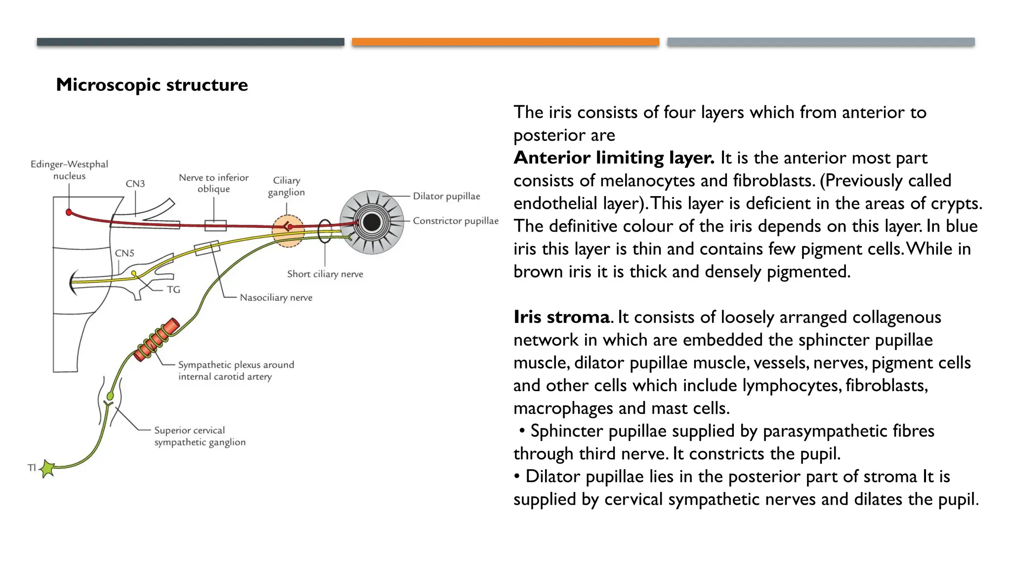ANATOMY OF UVEAL TRACT - MBBS OPTHA 2024 | PPTX