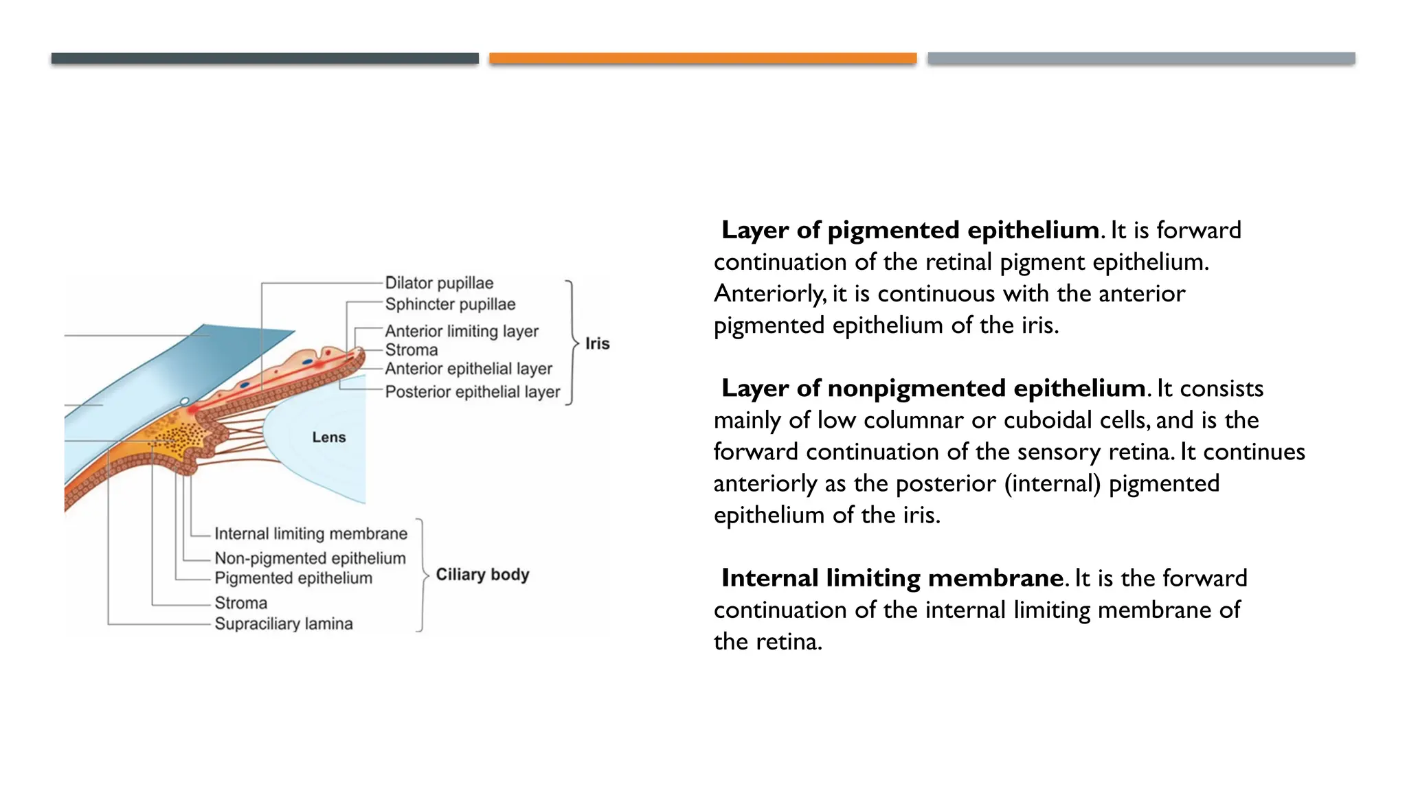 ANATOMY OF UVEAL TRACT - MBBS OPTHA 2024 | PPTX
