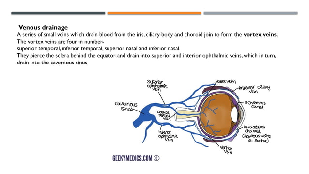 ANATOMY OF UVEAL TRACT - MBBS OPTHA 2024 | PPTX | Eye and Vision ...