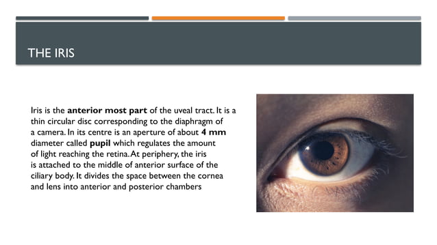 ANATOMY OF UVEAL TRACT - MBBS OPTHA 2024 | PPTX | Eye and Vision ...