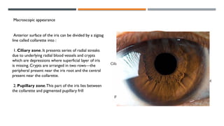 ANATOMY OF UVEAL TRACT - MBBS OPTHA 2024 | PPTX