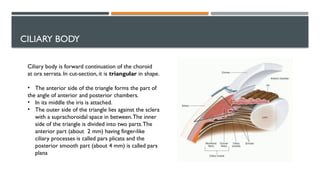 ANATOMY OF UVEAL TRACT - MBBS OPTHA 2024 | PPTX