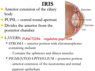 Uvea & sclera | PPT