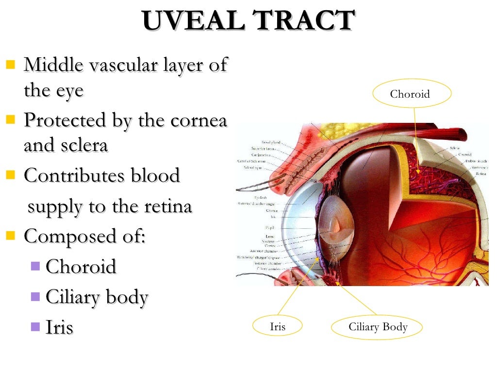 Uvea & sclera