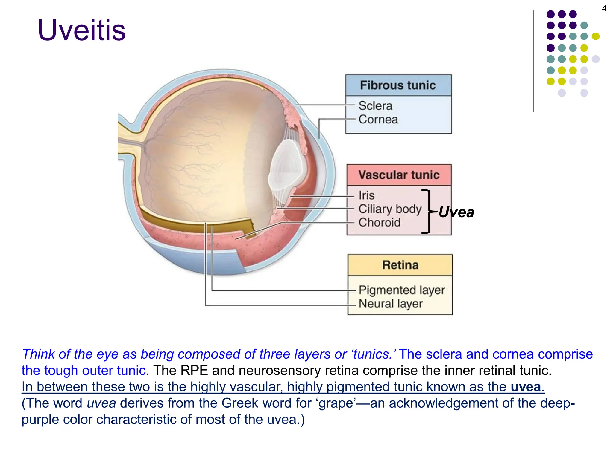 Uveitis in the eye anterior uvitis and posterior uveitis | PDF | Eye and Vision Conditions ...