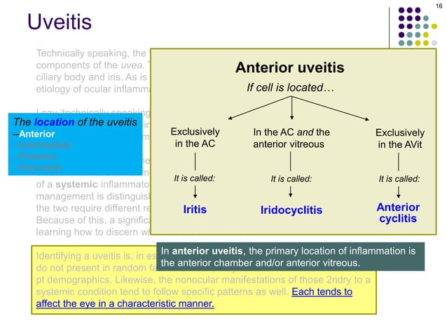Uveitis in the eye anterior uvitis and posterior uveitis | PDF | Eye and Vision Conditions ...