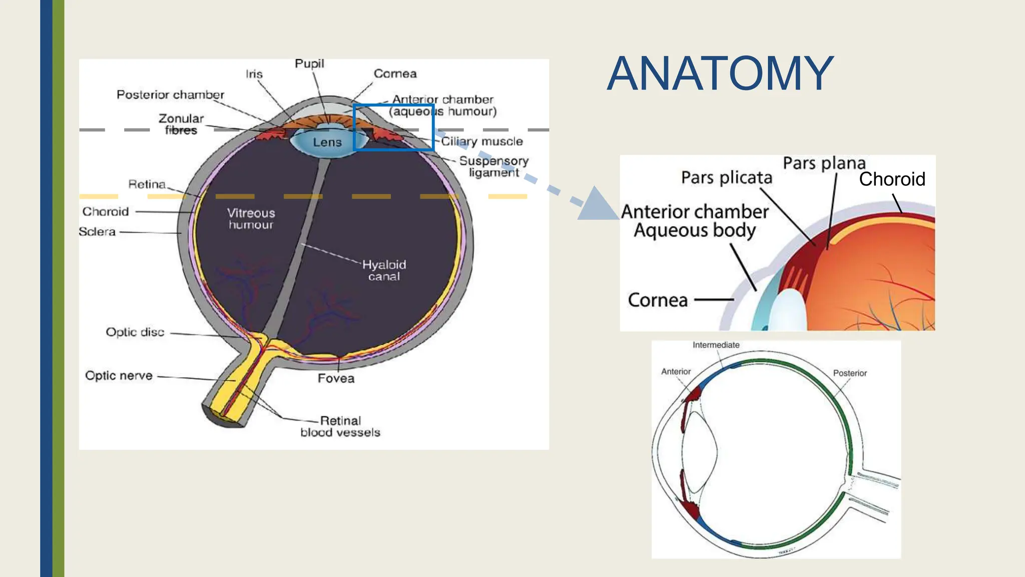 Uveitis its clinical features and management.pptx