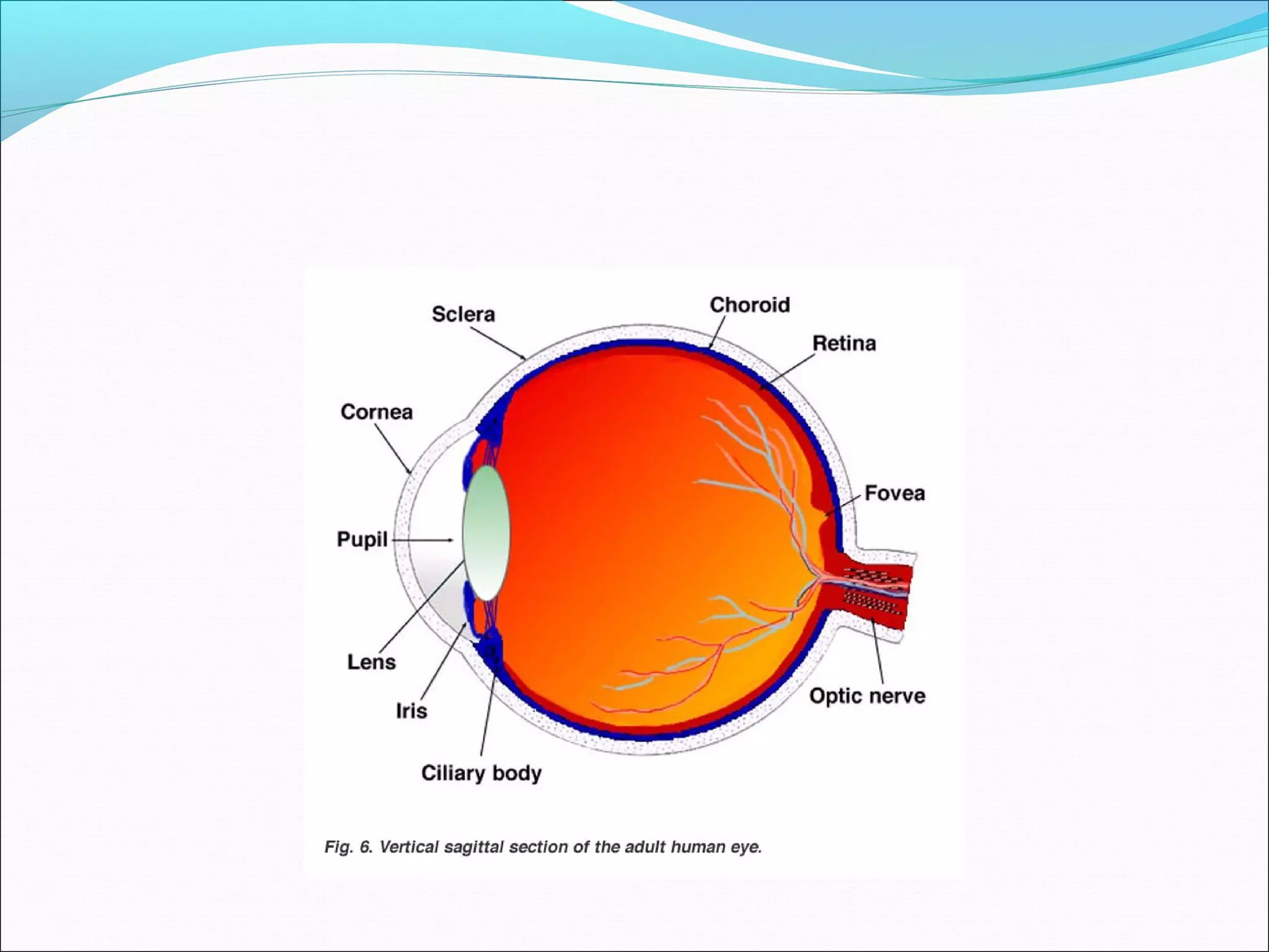 Uveitis | PPT | Eye and Vision Conditions | Diseases and Conditions