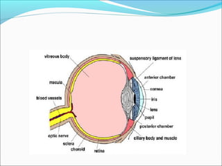 Uveitis | PPT | Eye and Vision Conditions | Diseases and Conditions