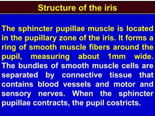 Uveitis 2lectures by dr. khaled | PPT