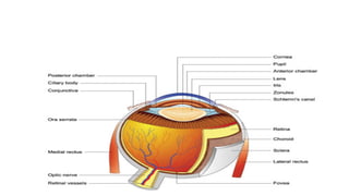 Aetiology and classification of uveitis. | PPTX