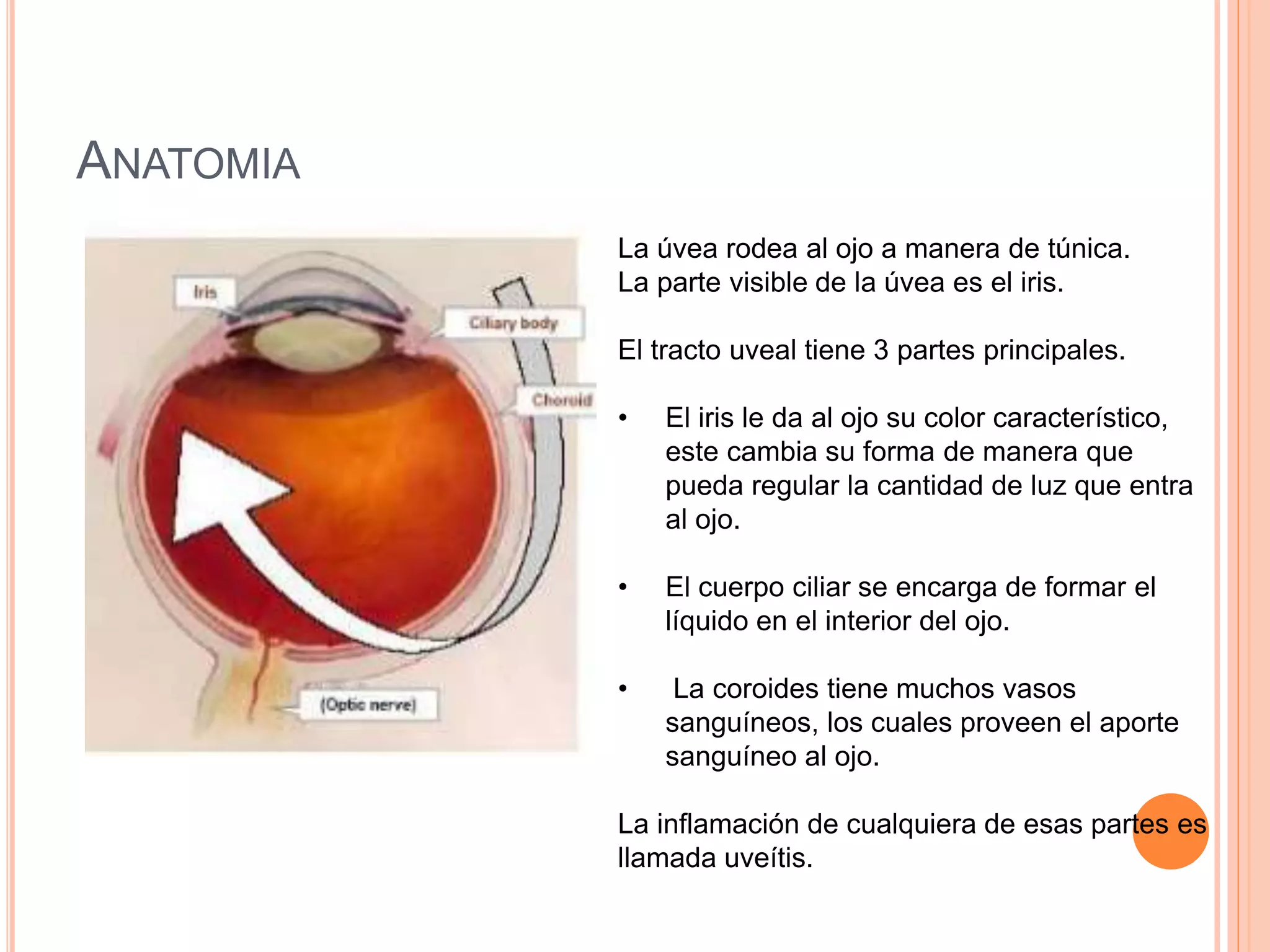 Uveitis anterior, media y posterior | PPTX