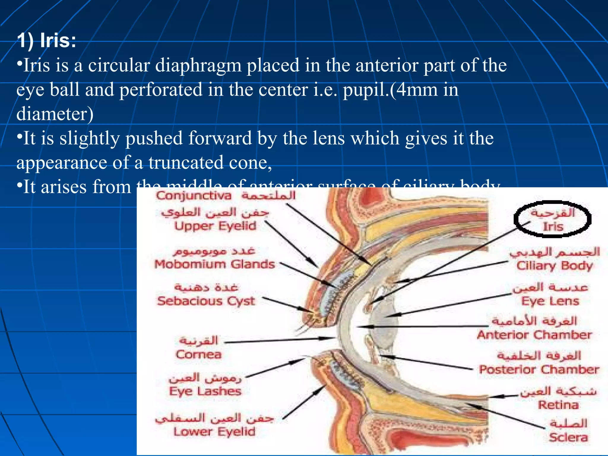 Uveitis Eye presentation- Darayus | PPT
