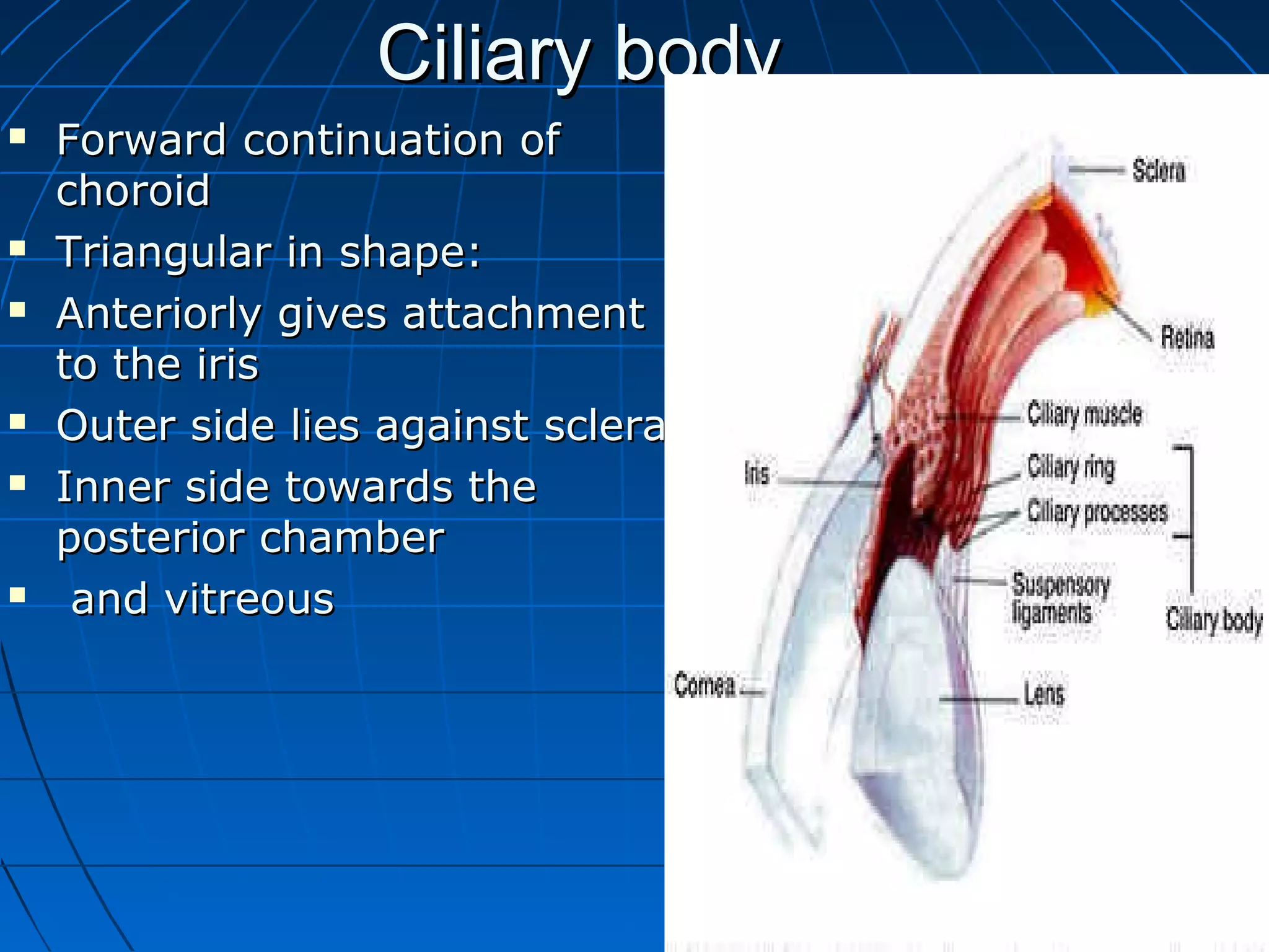 Uveitis Eye presentation- Darayus | PPT