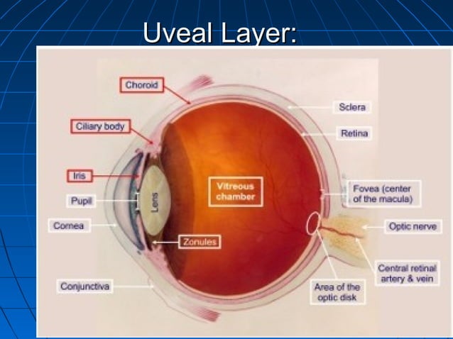 Uveitis Eye presentation- Darayus | PPT