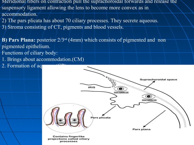 Uveitis Eye presentation- Darayus | PPT